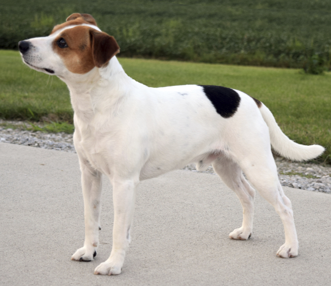 Meet the Danish-Swedish farmdog, the newest breed in the American ...